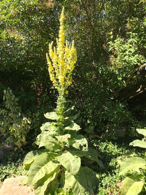 Frø og honning, Vilde blomster mm - dba.dk - Køb og Salg af Nyt og Brugt Frø og honning, Vilde blomster mm - dba.dk - Køb og Salg af Nyt og Brugt