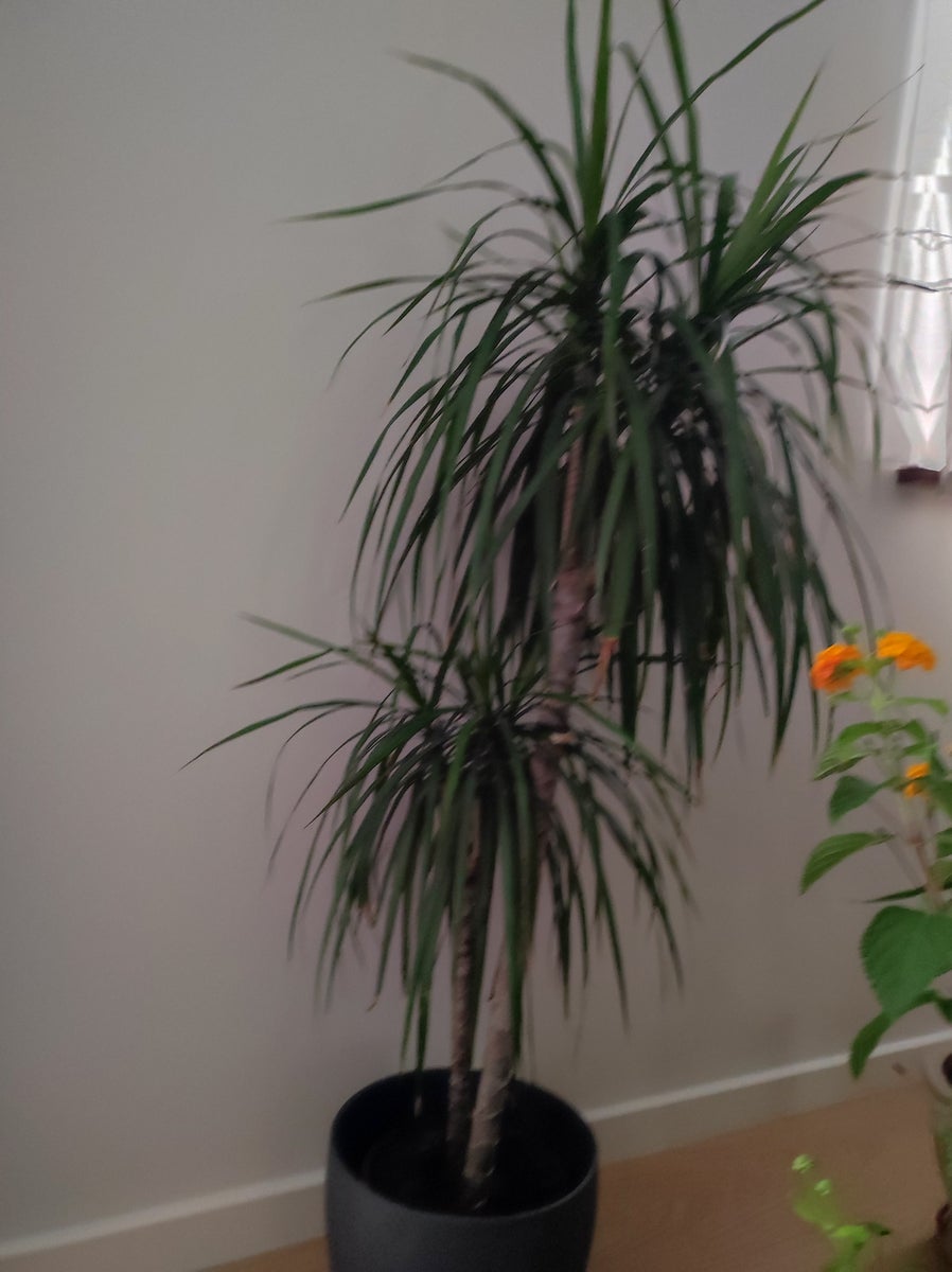 Stuen planten - dba.dk - Køb og Salg af Nyt og Brugt Stuen planten - dba.dk - Køb og Salg af Nyt og Brugt